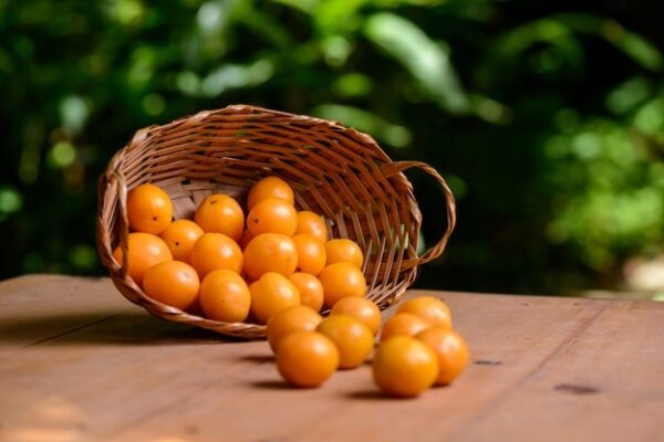 Dicas de drinks para preparar com o cajá, fruta tipicamente cearense ...